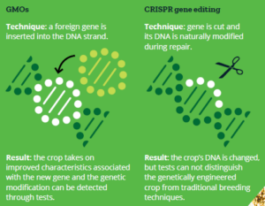 CropLife Australia | From humble beginnings to 10 years of gene-editing ...