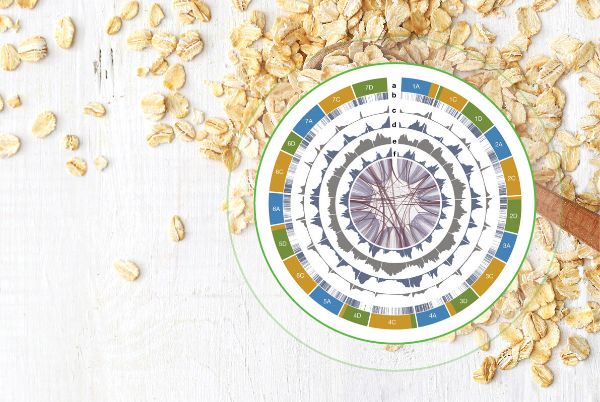 CropLife Australia | Decoding the oat genome